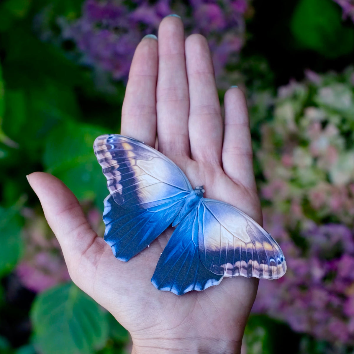 Meet the Moth: Giant Owl Butterfly - Moth & Myth