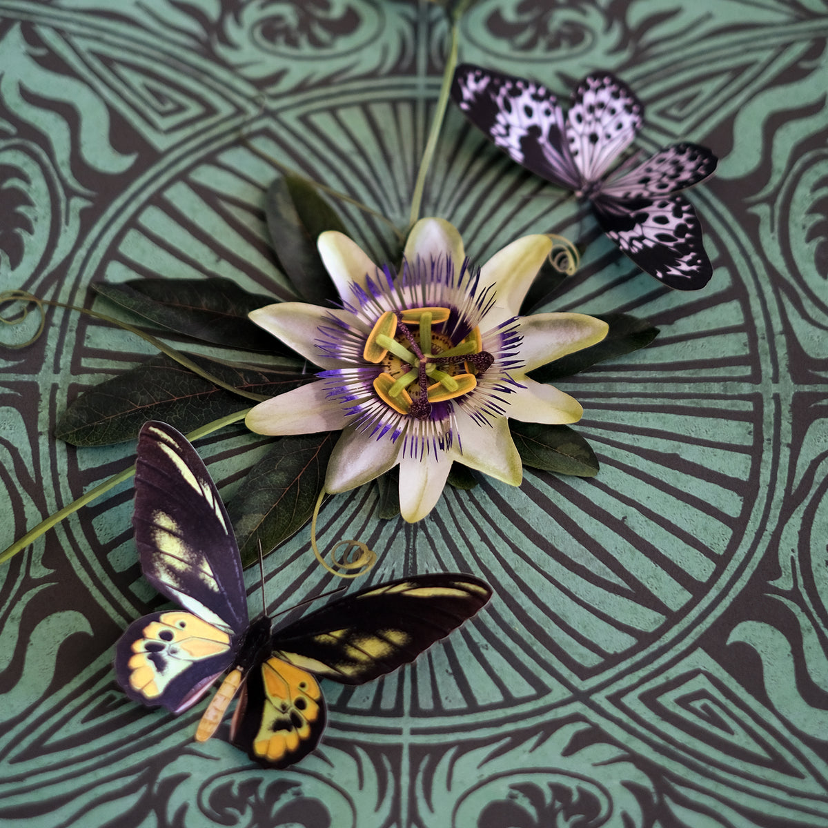 DIY ~ Passion Flower Kits - Moth & Myth