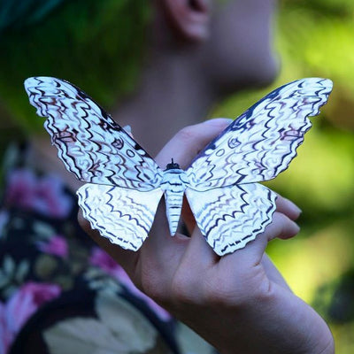 Meet the Moth: White Witch Moth - Moth & Myth