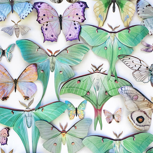 Collections - Moth & Myth