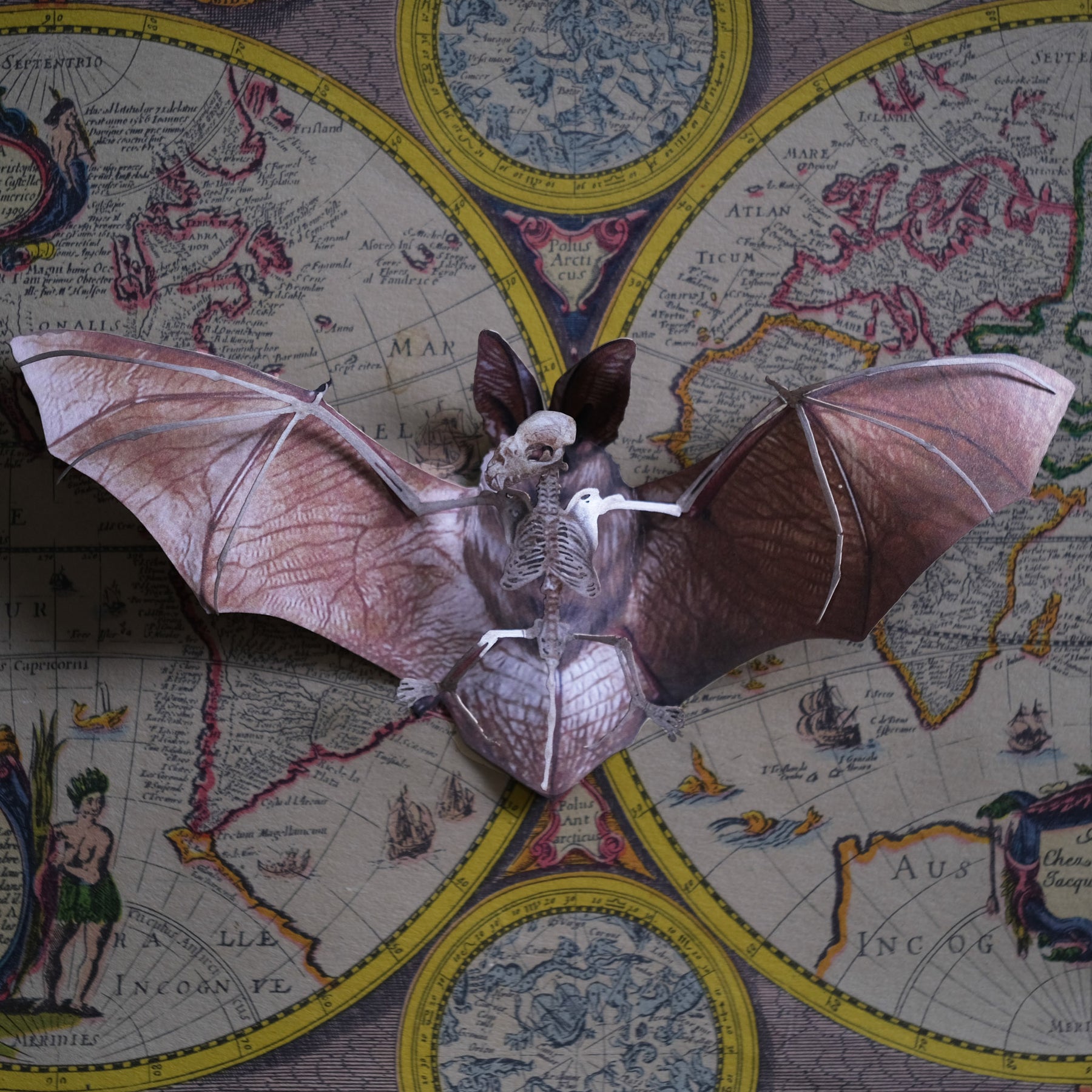 Spooky Specimens - Moth & Myth