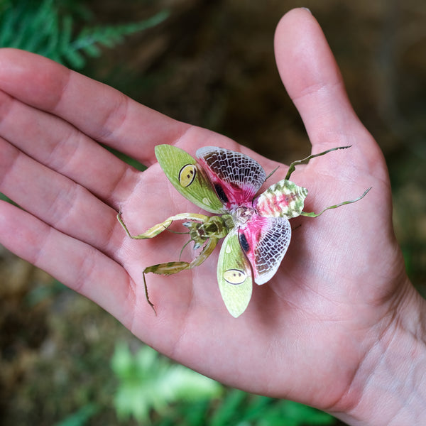 'Illusion' Psychedelic Flower Mantis Set - Moth & Myth