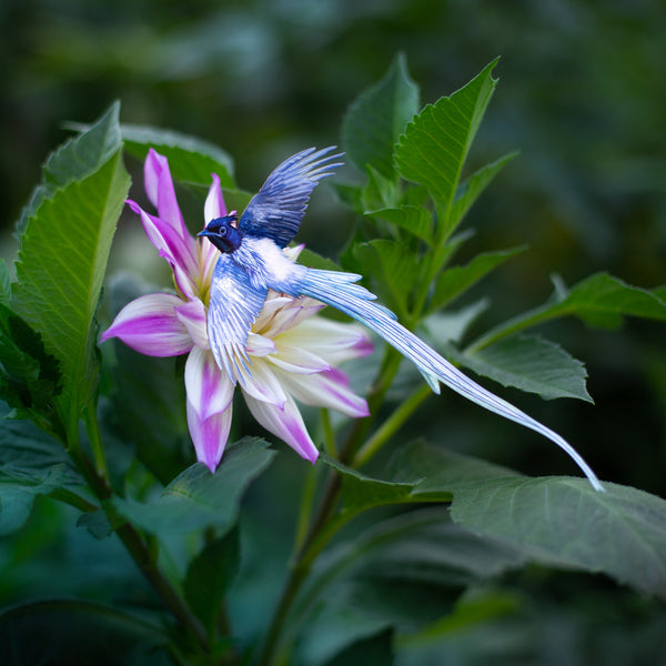 💫New💫 Asian Paradise Flycatcher 2 Piece Set - 'Feather & Flight' - Moth ...