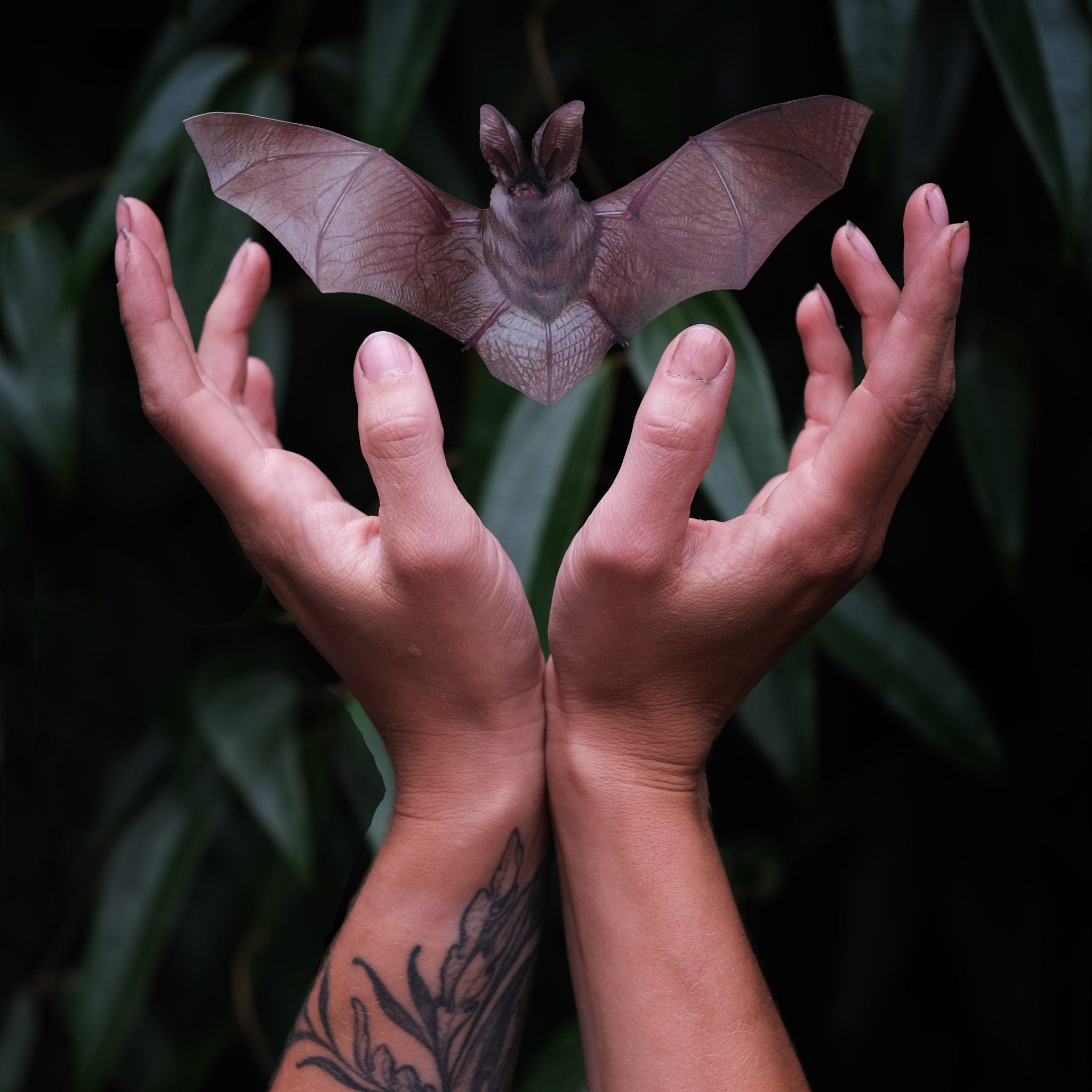 Paper Bat & Bat Skeleton Set - 'Nocturne' - Moth & Myth