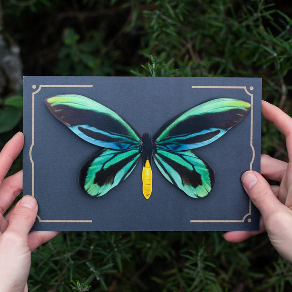 Paper Atlas Moth - Moth & Myth