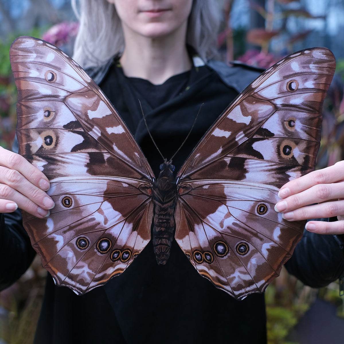 Giant Morpho Cypris Butterfly - Moth & Myth