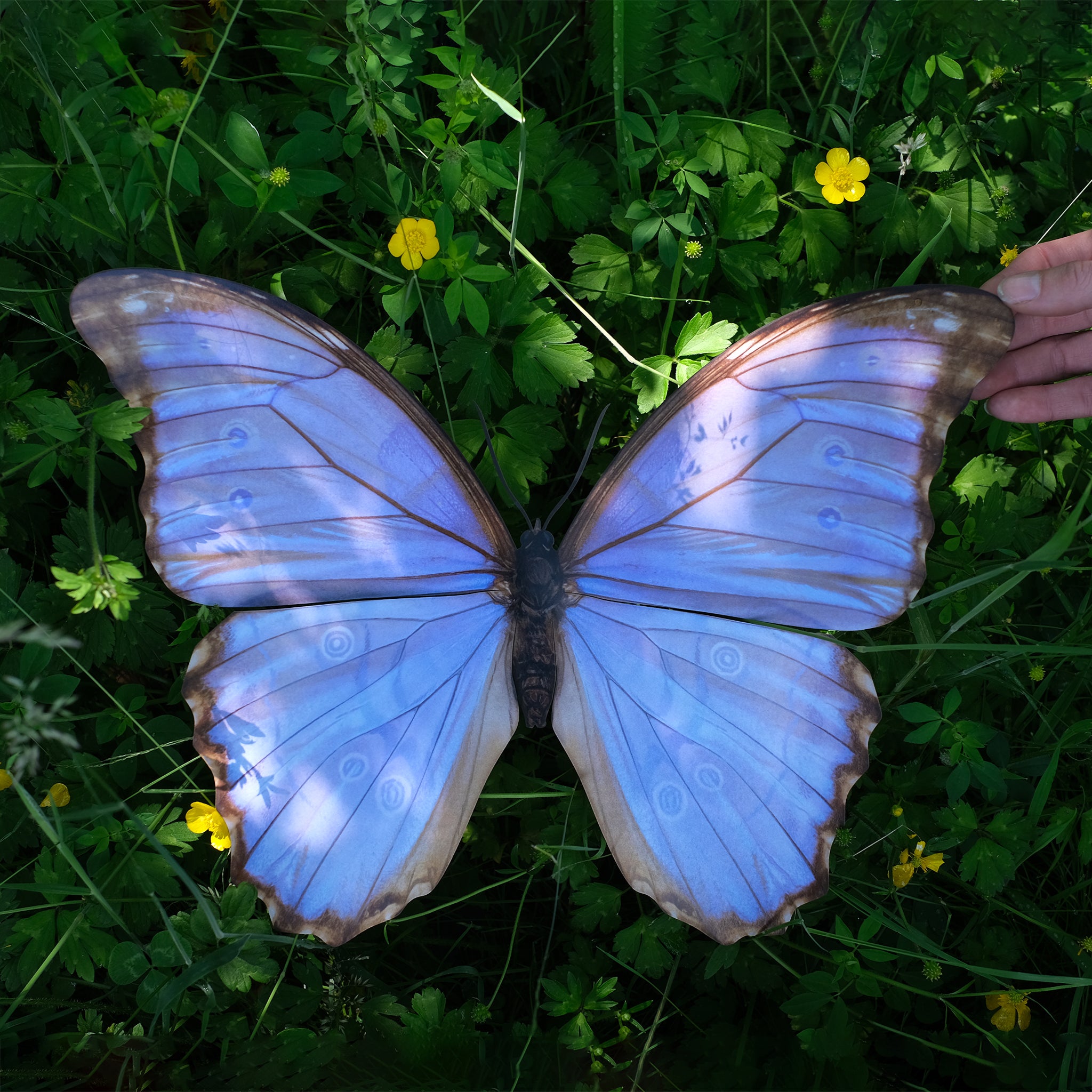 Giant Purple Morpho Godarti Butterfly - Moth & Myth
