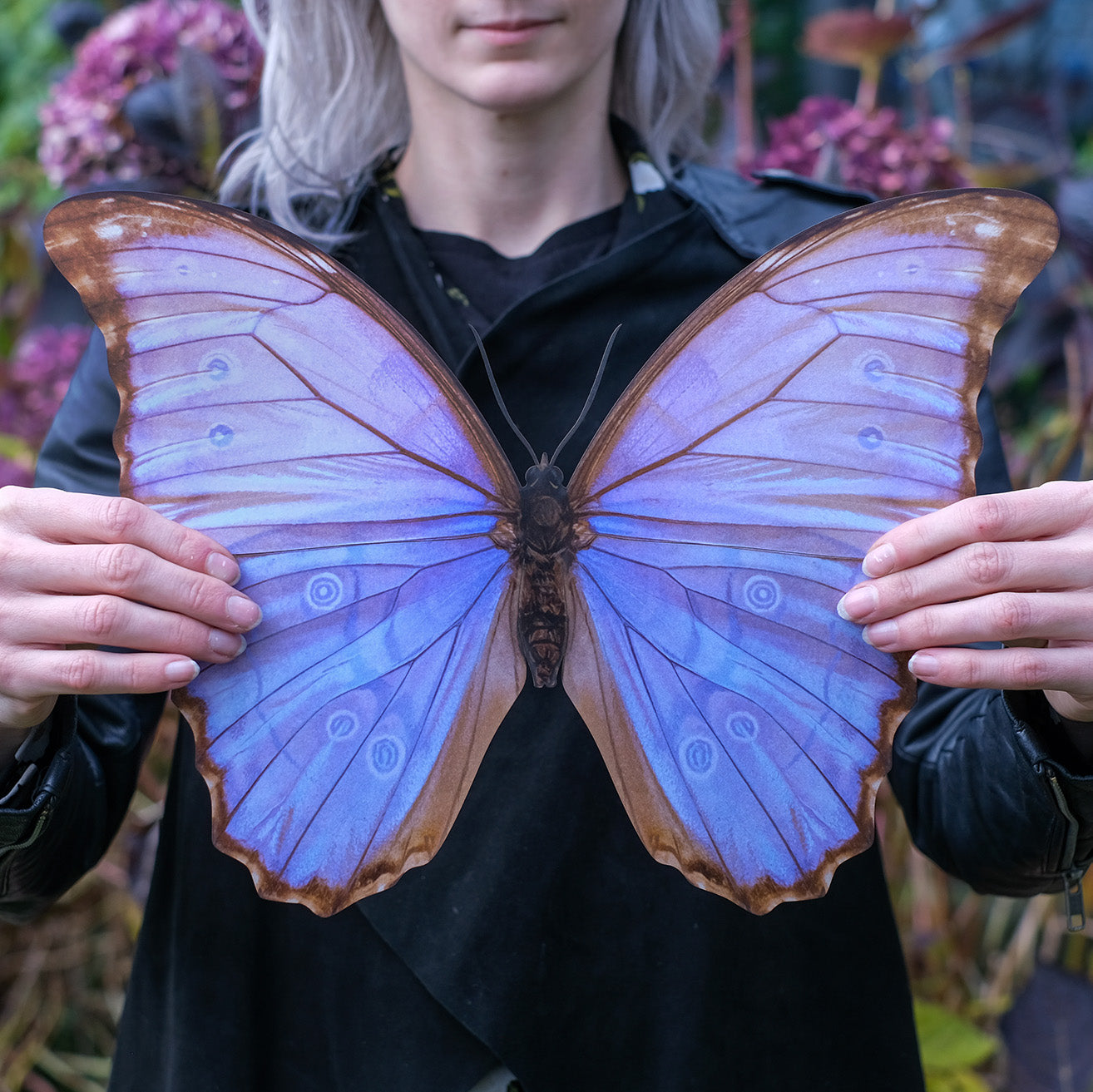 Giant Purple Morpho Godarti Butterfly - Moth & Myth