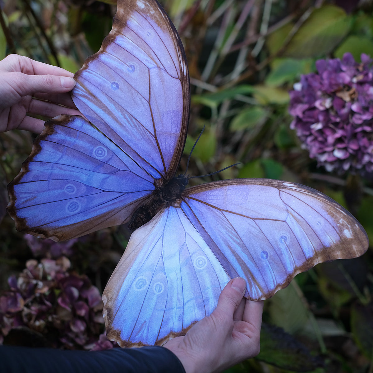 Giant Purple Morpho Godarti Butterfly - Moth & Myth