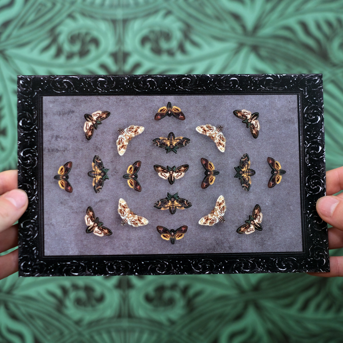 Death's-Head Moth Micro Collection - Moth & Myth