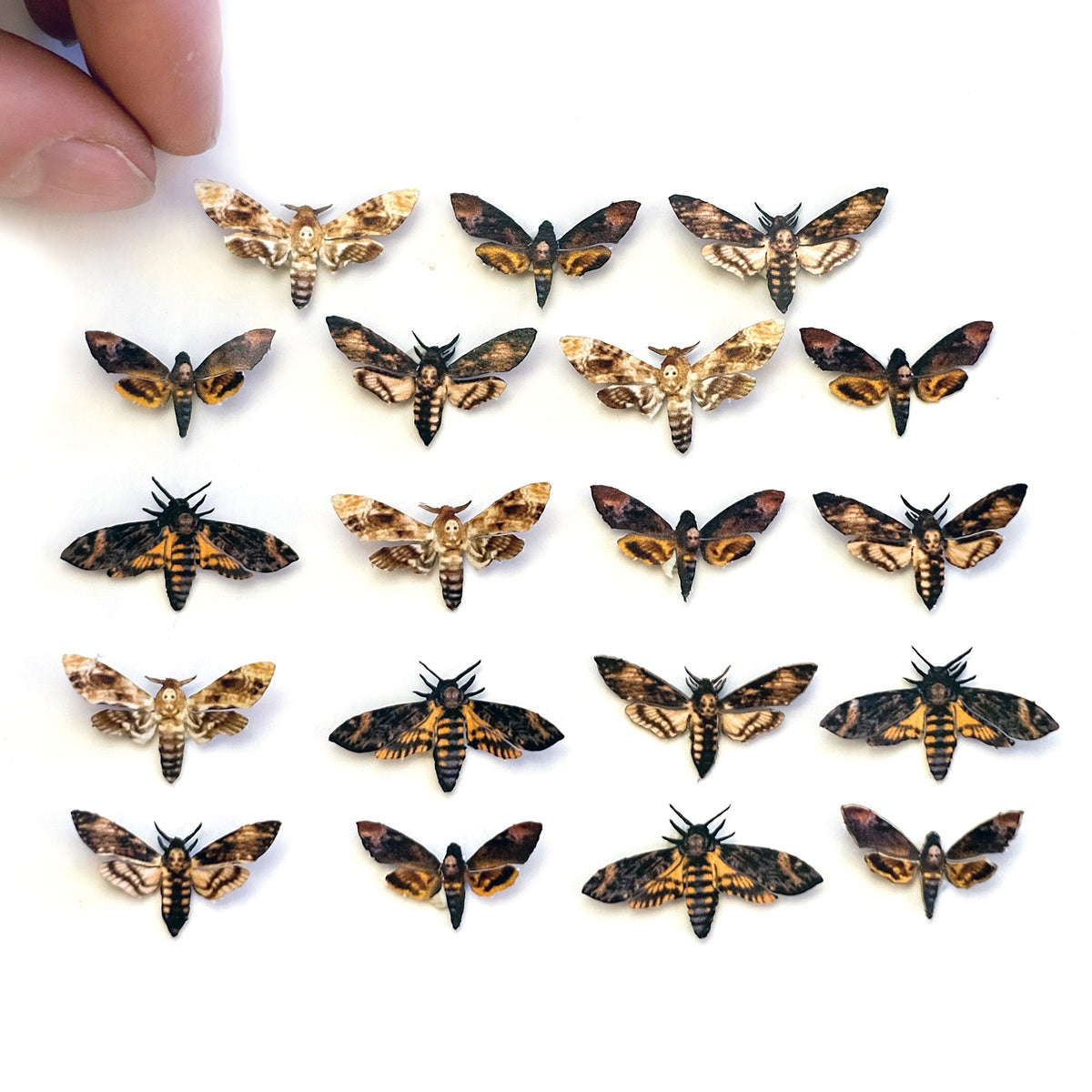 Death's-Head Moth Micro Collection - Moth & Myth