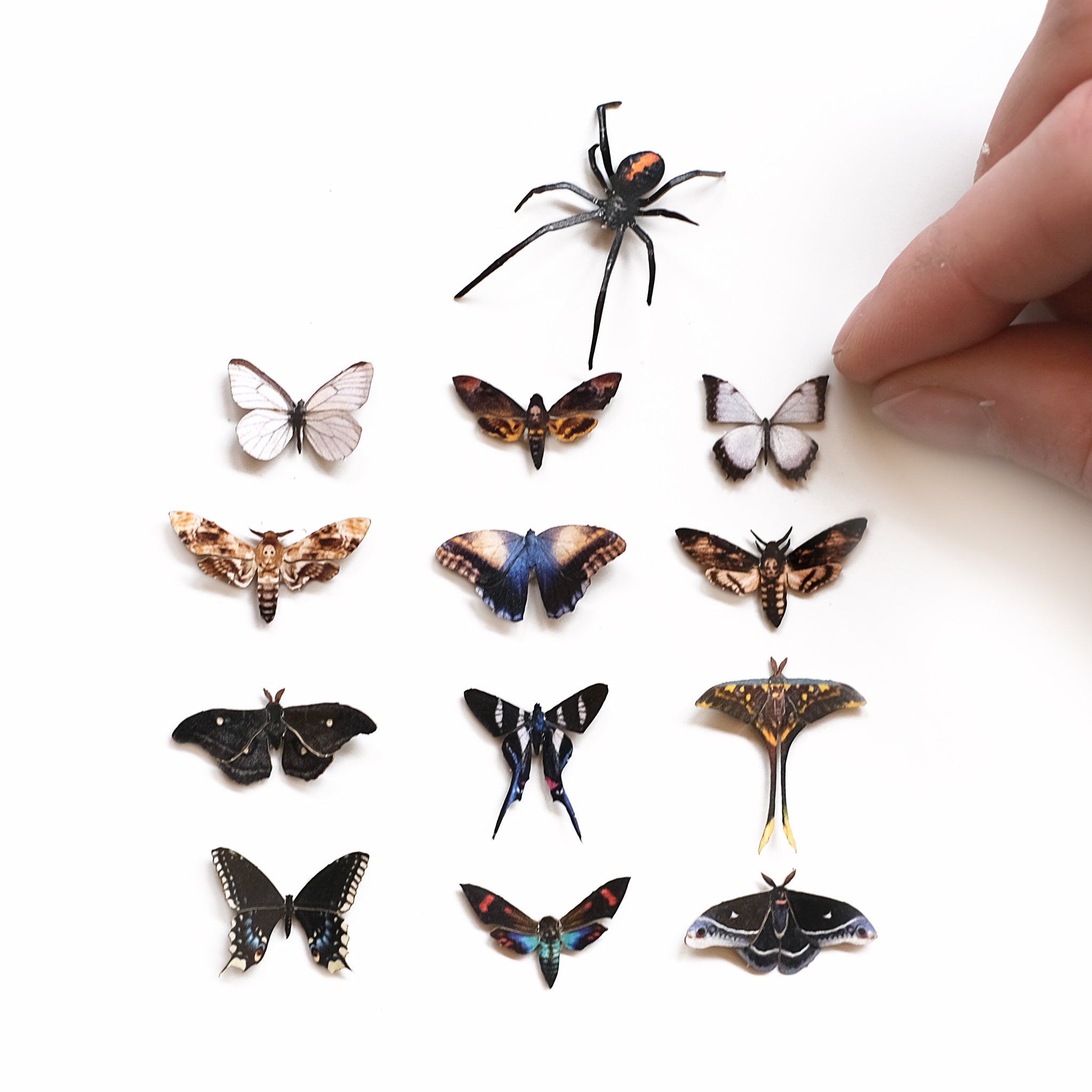 Spooky Specimens - Moth & Myth