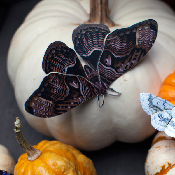 Paper Polyphemus moth - Moth & Myth