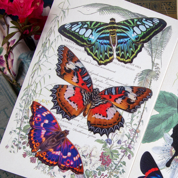 'Quartz' Butterfly Set - Moth & Myth