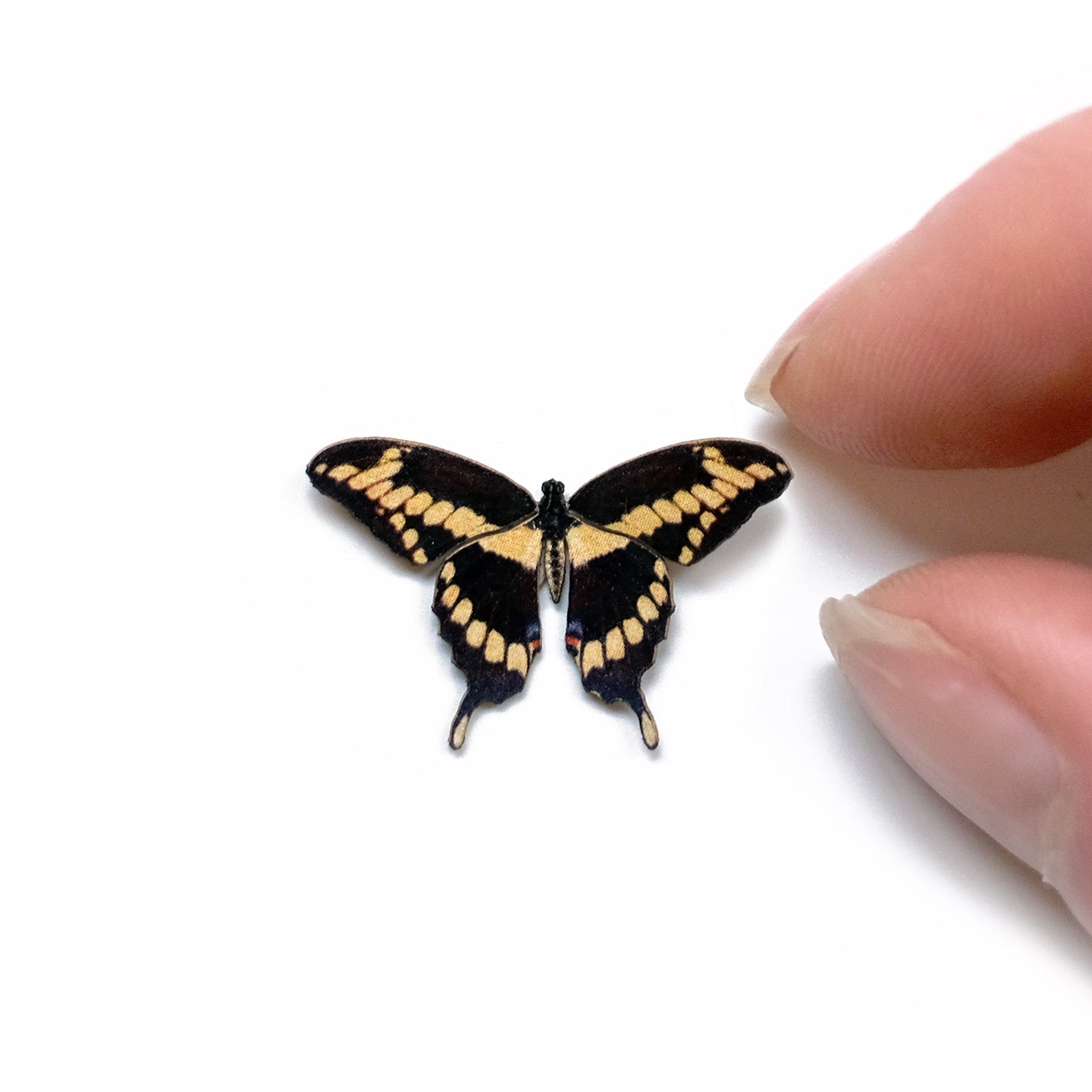 'Micro Giant Swallowtail' Butterfly - Moth & Myth
