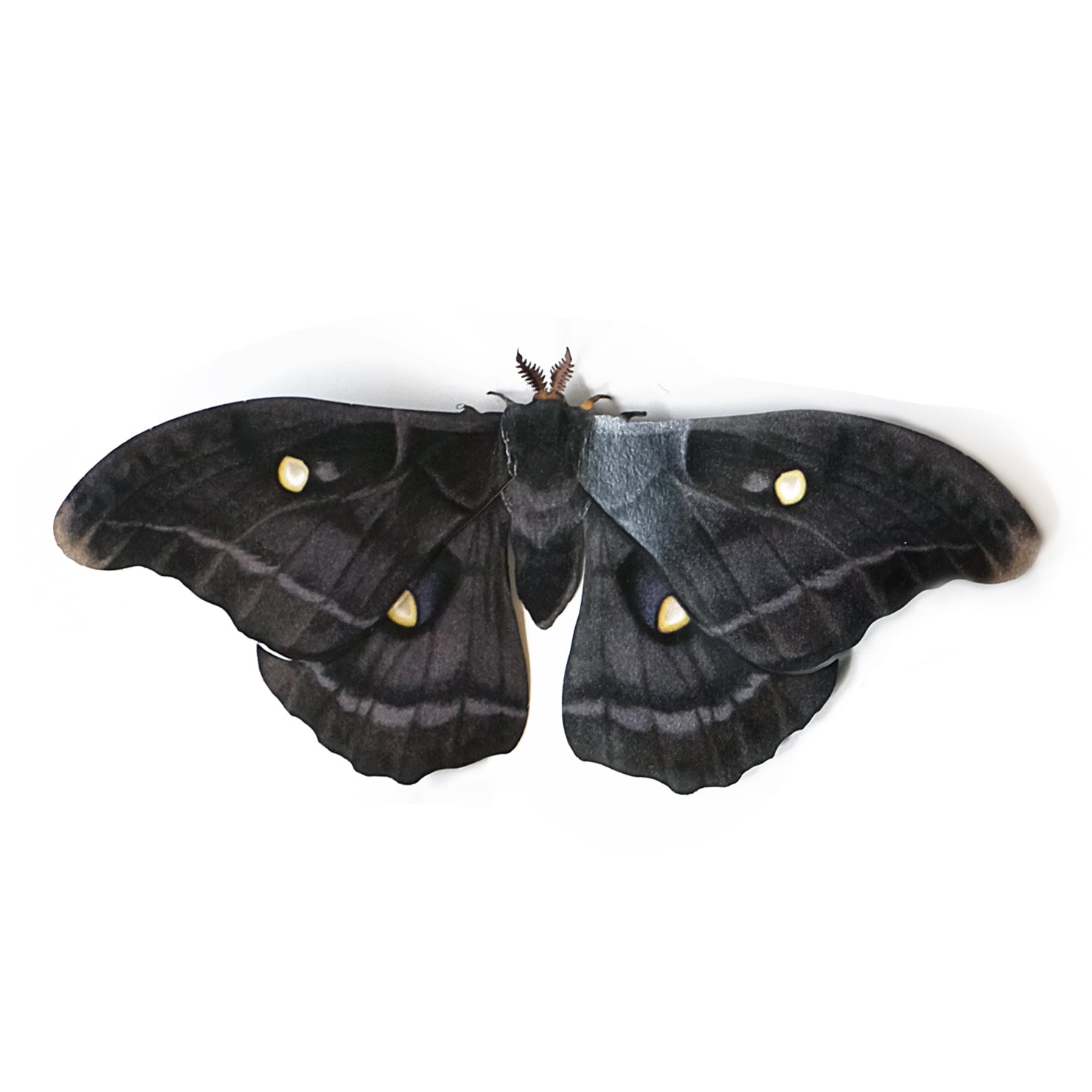 Polyphemus Moth