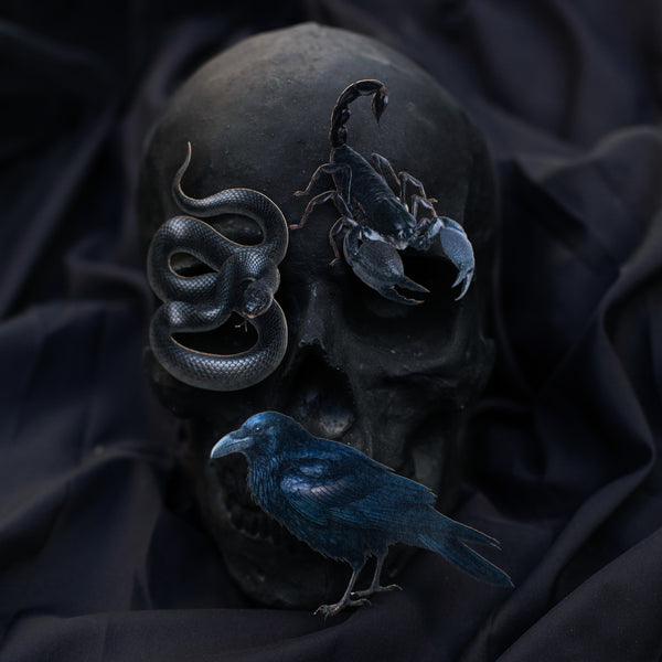 💫New💫 Obsidian - The Nocturne Collection - Moth & Myth