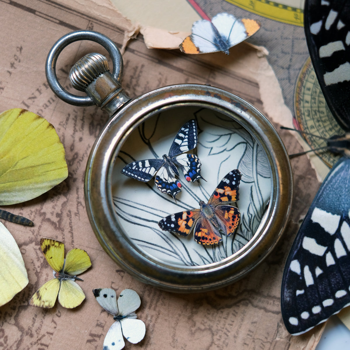 'North American' Butterfly Micro Collection - Moth & Myth