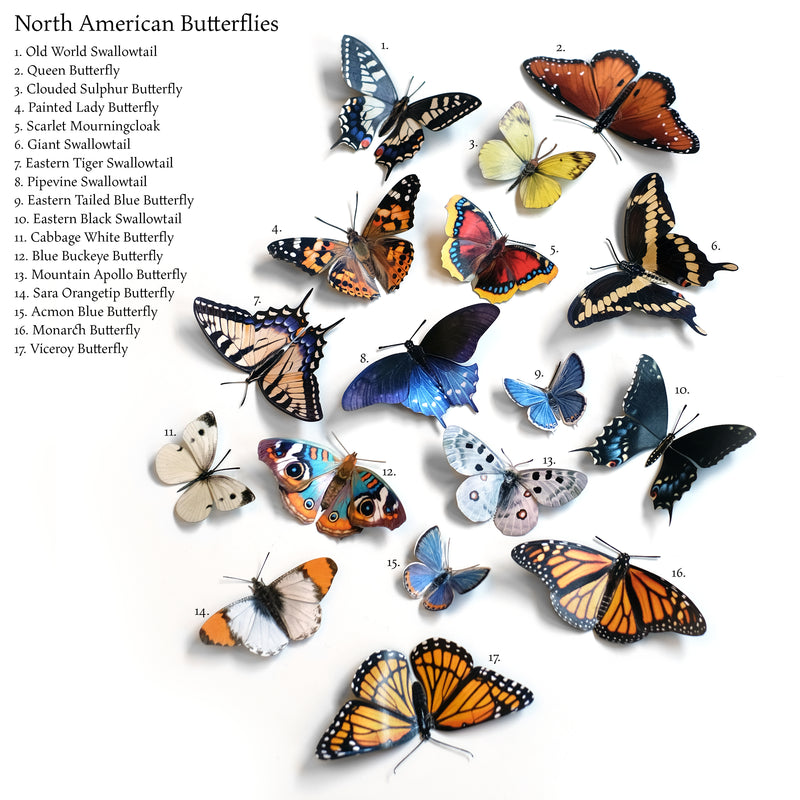 "Woodland" ~ North America Butterfly Collection - Moth & Myth