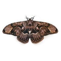 Custom Collections - Moth & Myth