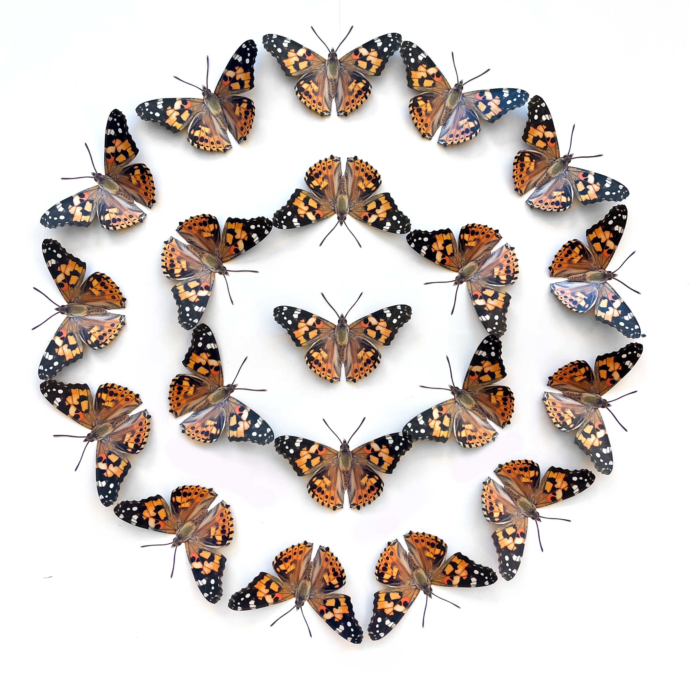 Paper Specimen Value Packs - Moth & Myth
