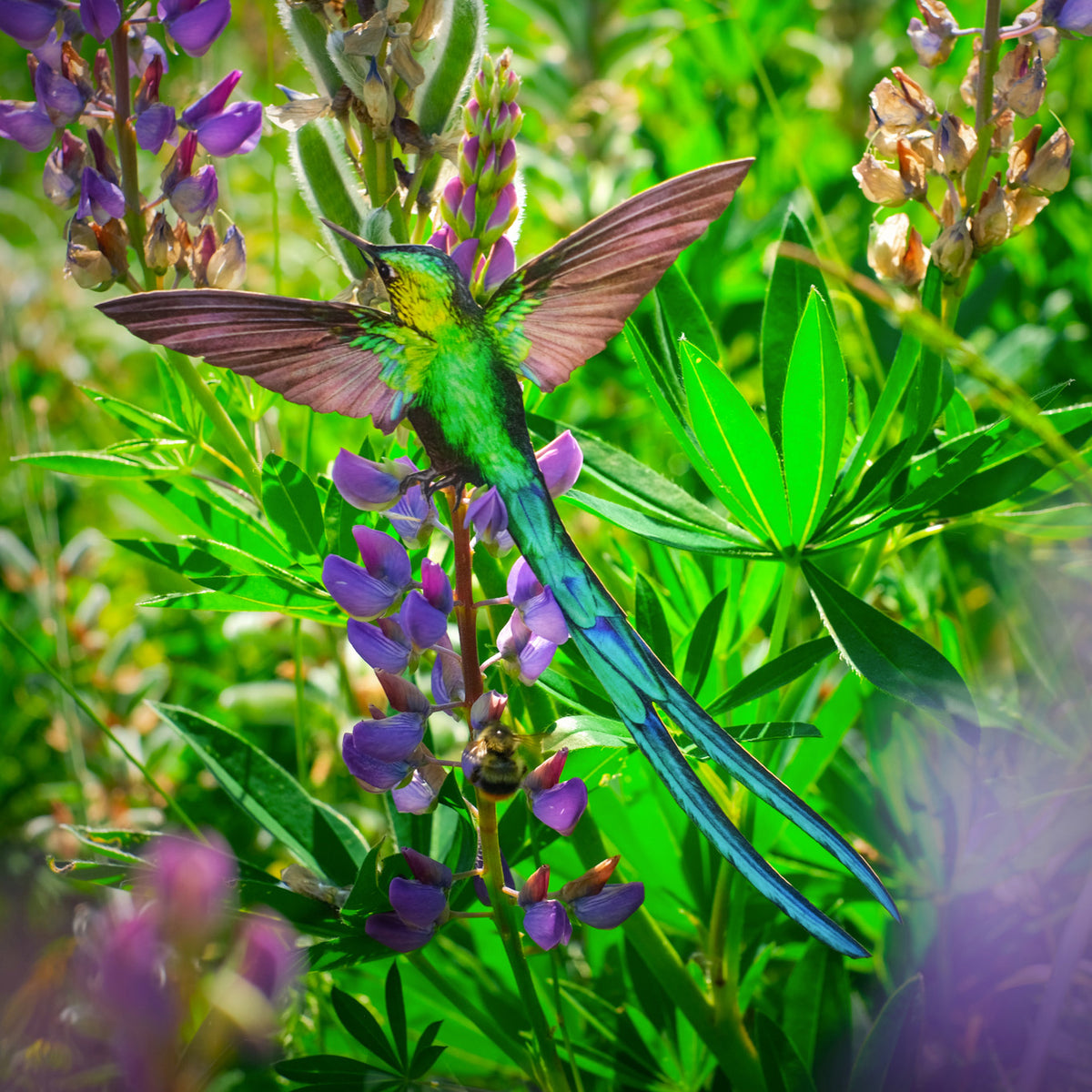 💫Limited!💫 Paper Hummingbird Set - Moth & Myth