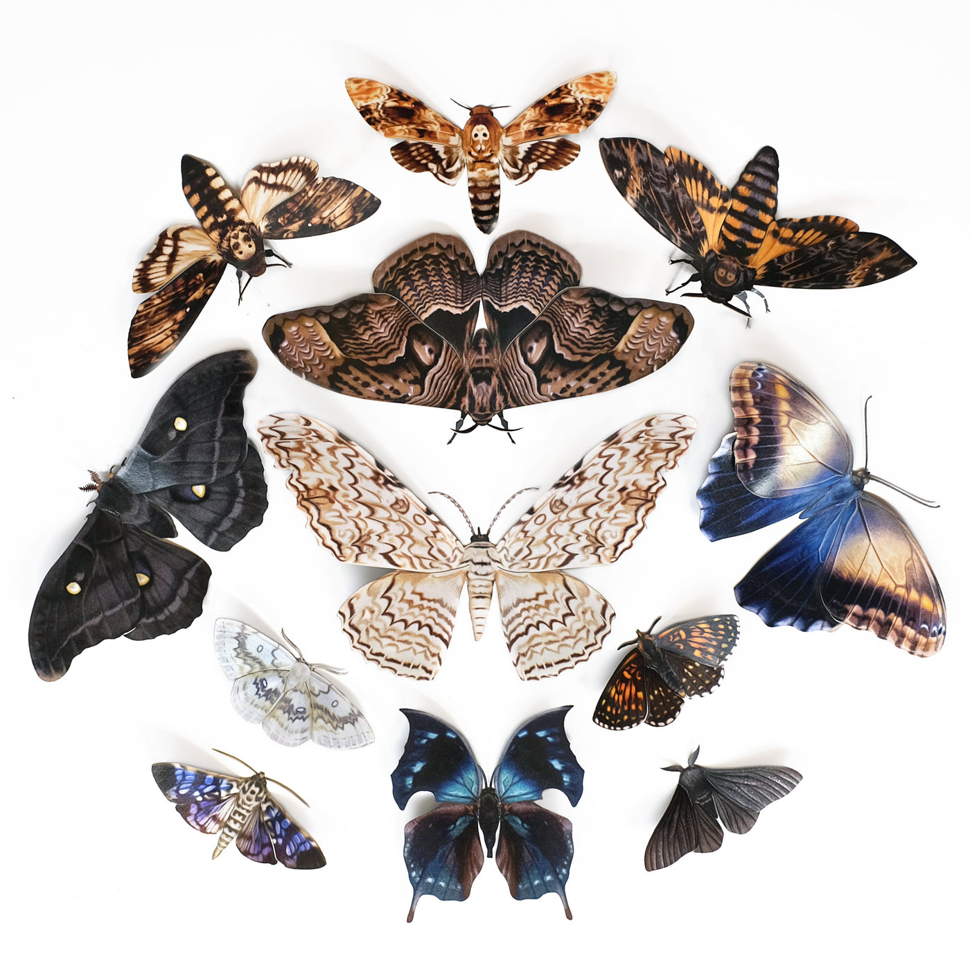 Paper Moths - Moth & Myth