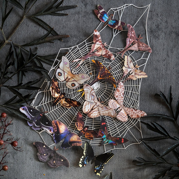 💫Halloween💫 'Mini Day-Flying Sphinx' Moth - Moth & Myth