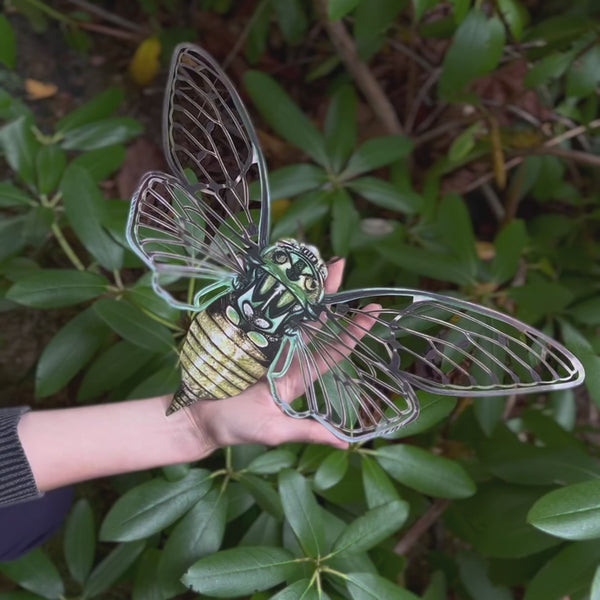 'Giant Cicada' - Moth & Myth