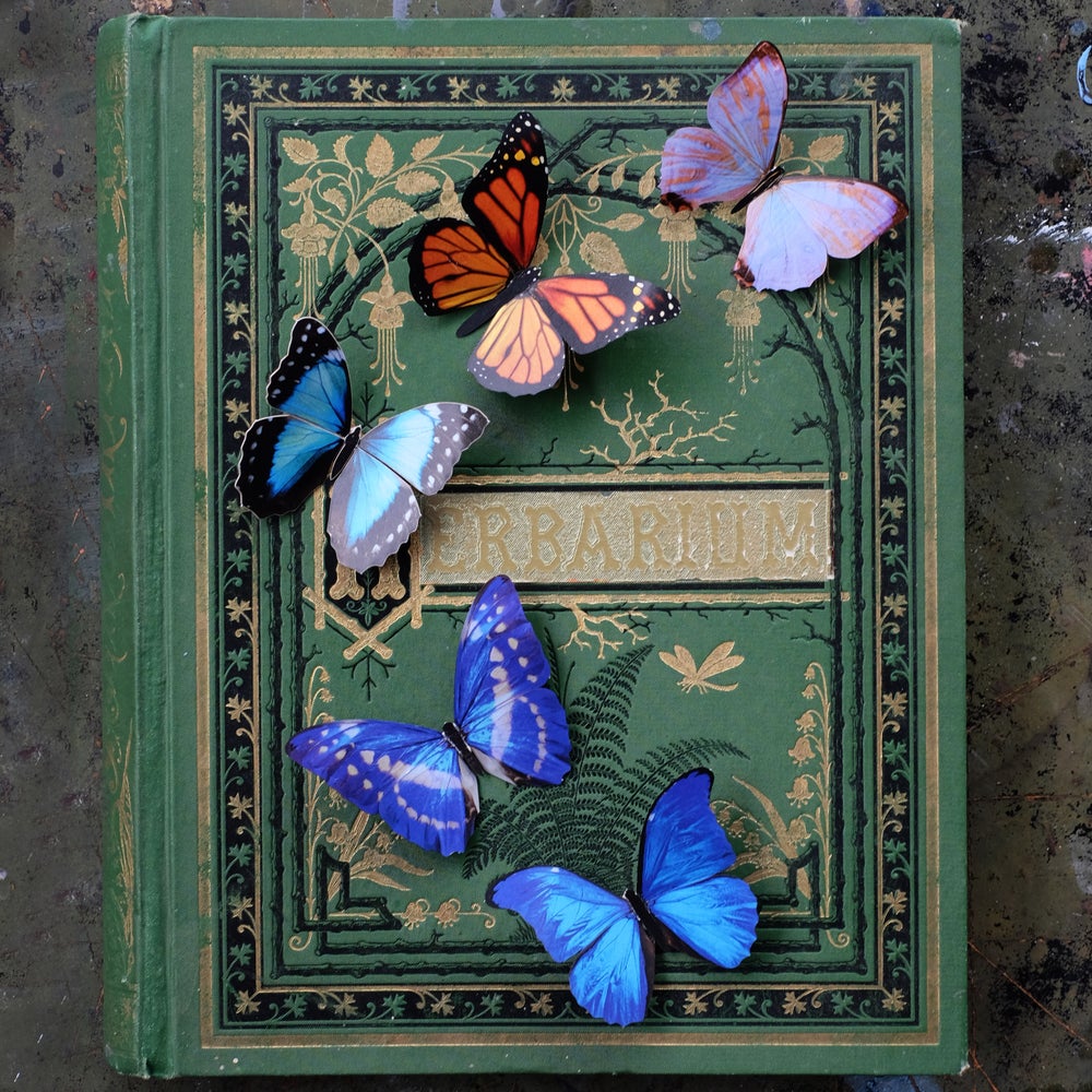 Paper Morpho & Monarch Butterfly Multi-Pack - Moth & Myth