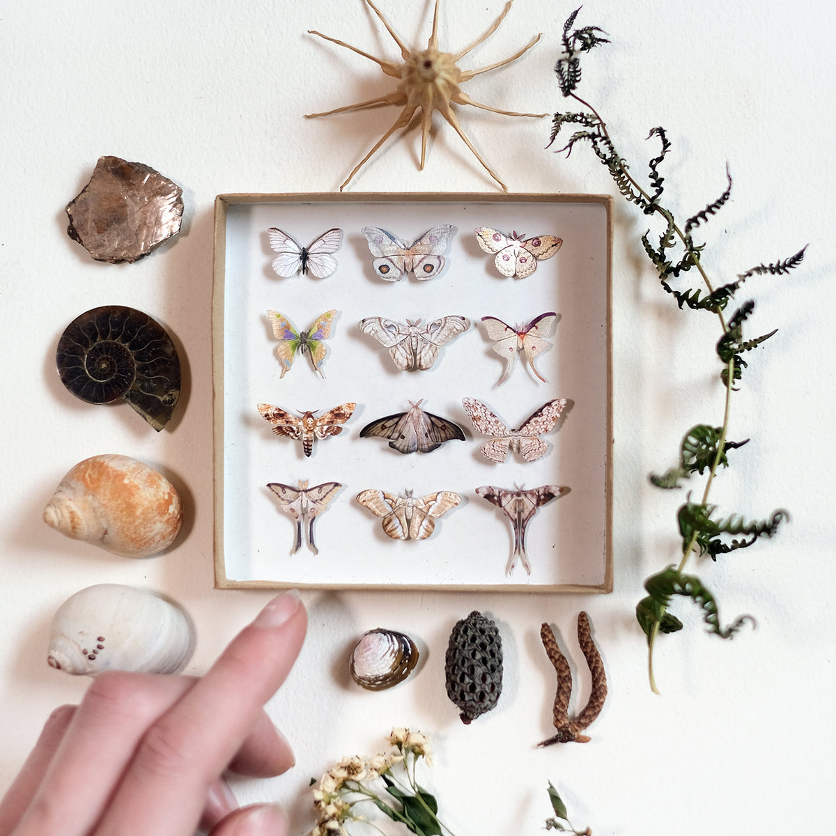 Micro Paper Butterfly & Moth Set 'Antiquarian' - Moth & Myth