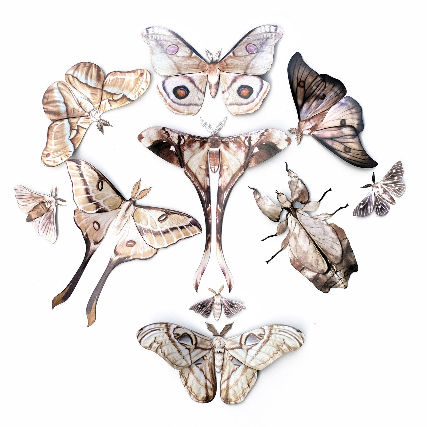 Paper Moths - Moth & Myth