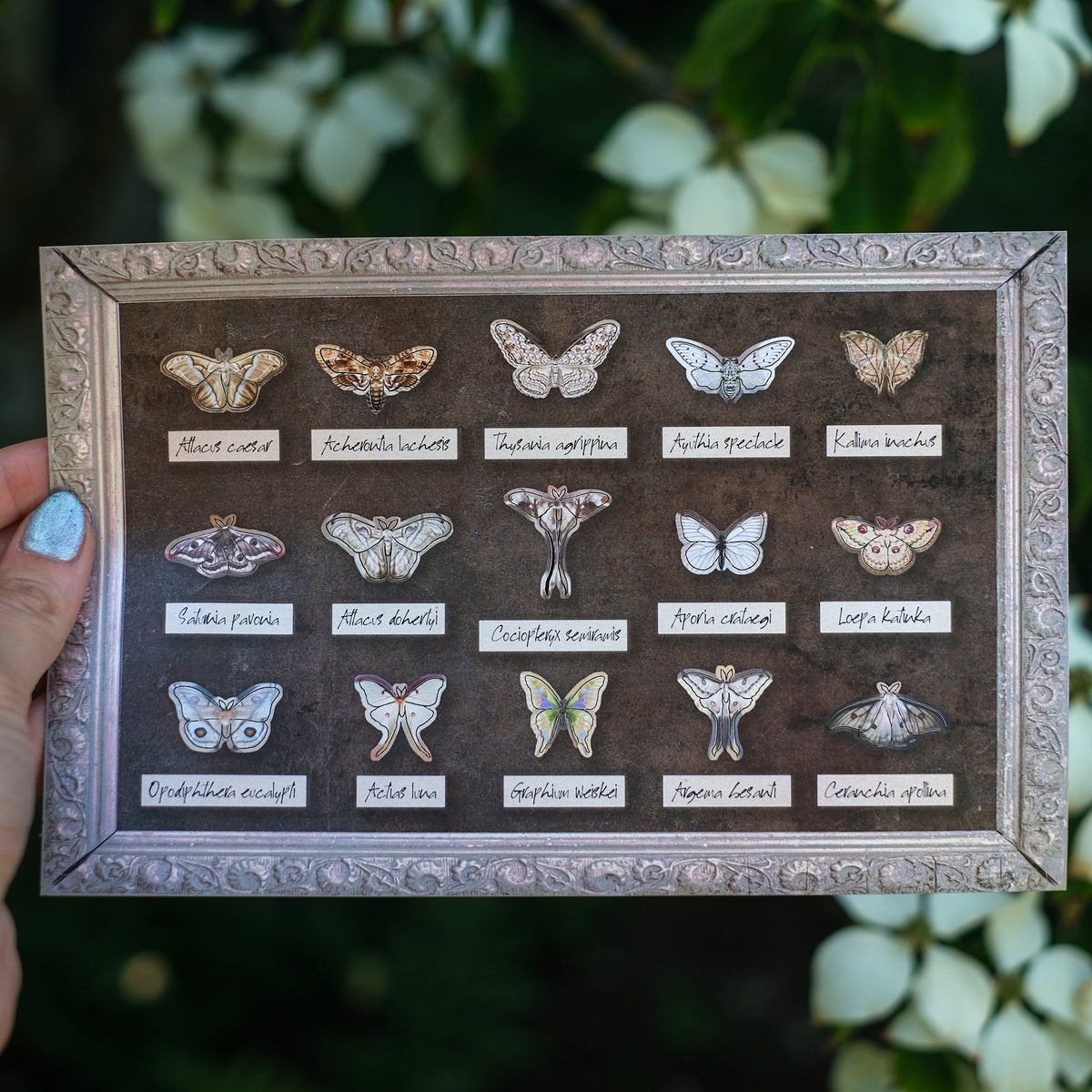 Micro Paper Butterfly & Moth Set 'Antiquarian' - Moth & Myth