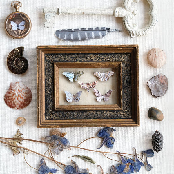 Micro Paper Butterfly & Moth Set 'Antiquarian' - Moth & Myth
