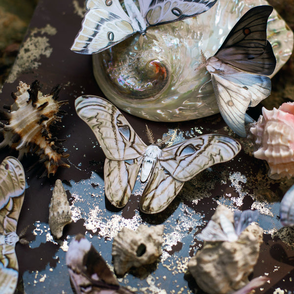 Paper Bleached Attacus Moth - Moth & Myth