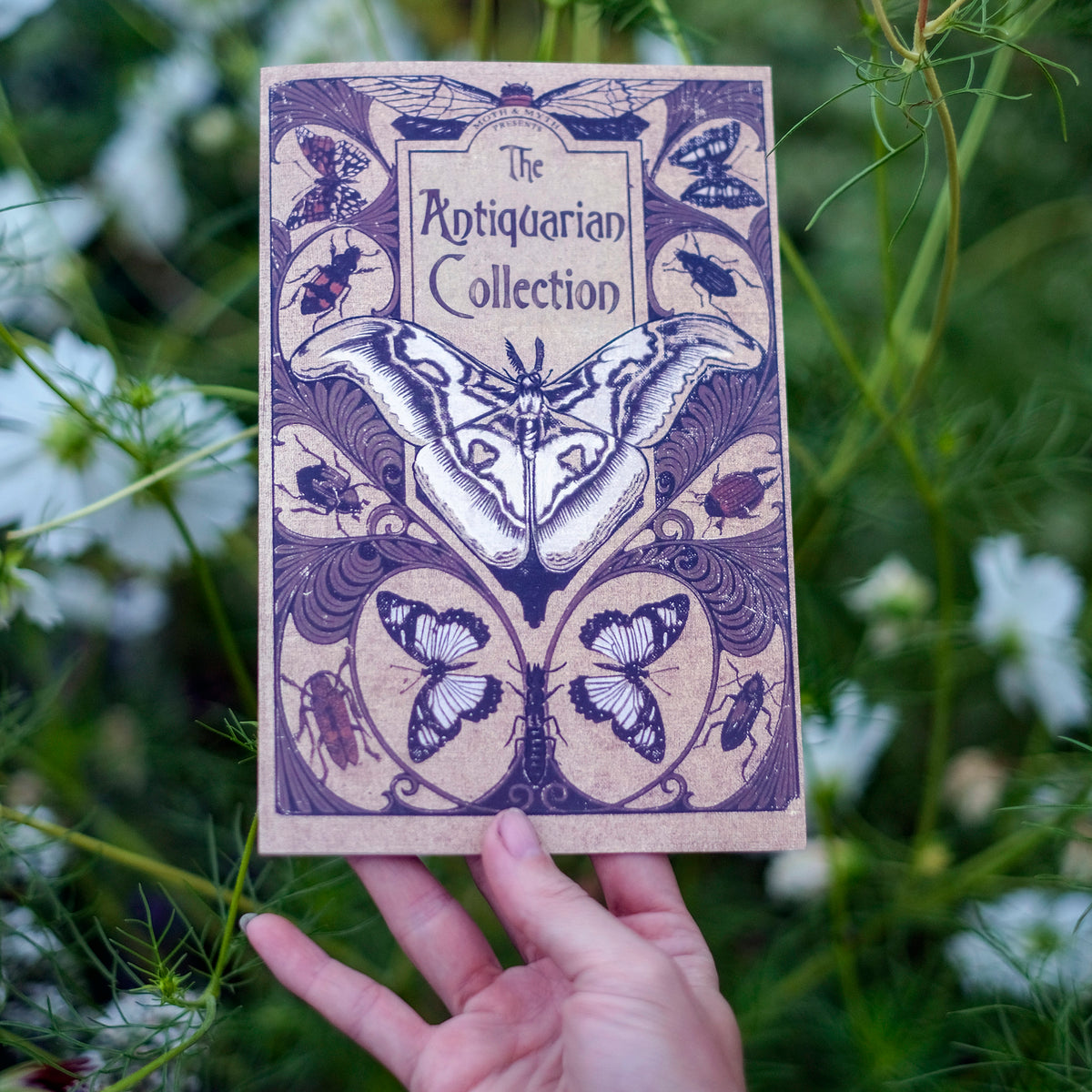 Paper Moth 10-Piece Set 'Antiquarian' - Moth & Myth