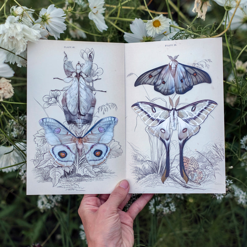 Paper Moth 10-Piece Set 'Antiquarian' - Moth & Myth