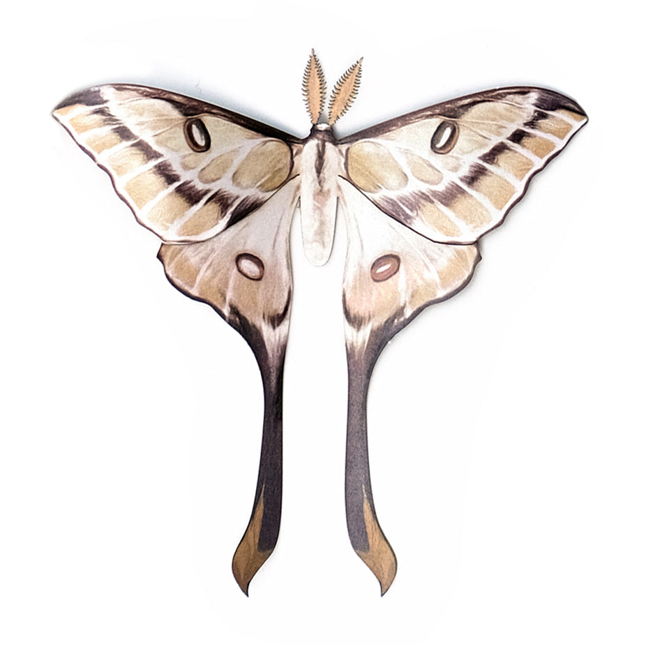 All Moths & Butterflies Page 3 - Moth & Myth