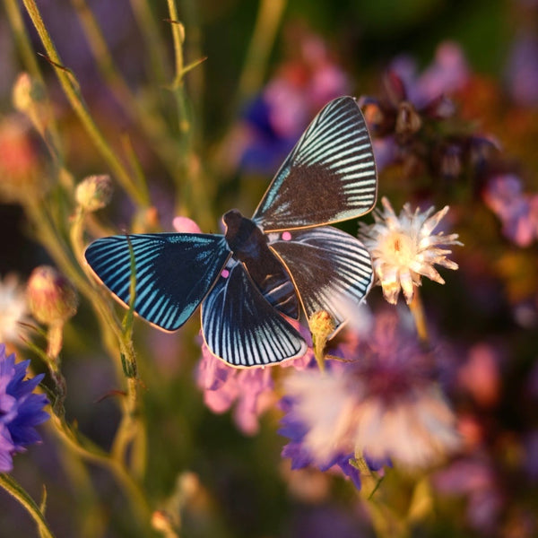 Paper Apollo Metalmark Butterfly - Moth & Myth