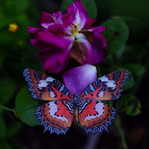 Paper Malay Lacewing Butterfly - Moth & Myth