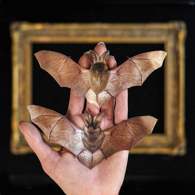 Paper Bat & Bat Skeleton Set - 'Nocturne' - Moth & Myth