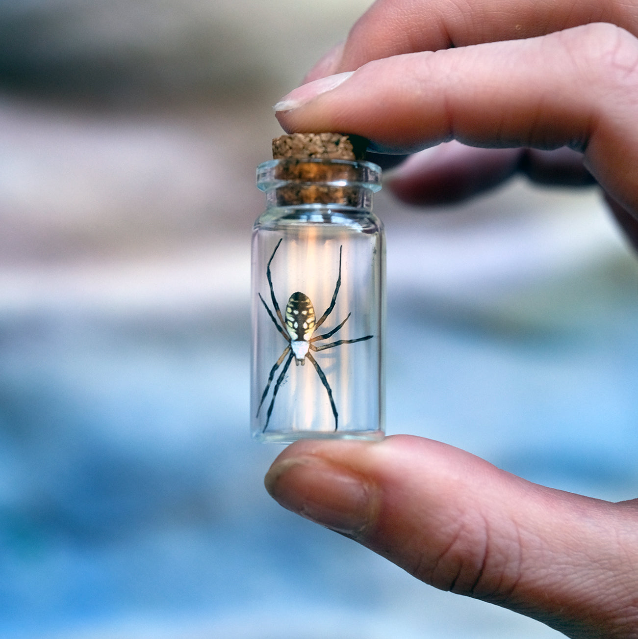 Micro Specimen Collection - 'Biophilia' - Moth & Myth