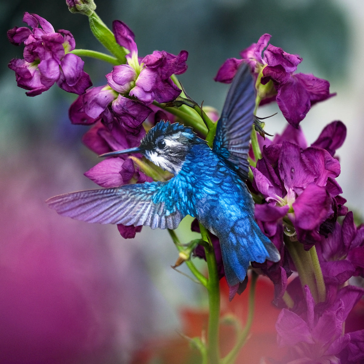 Flash Sale Hummingbird 3-Pack - Moth & Myth
