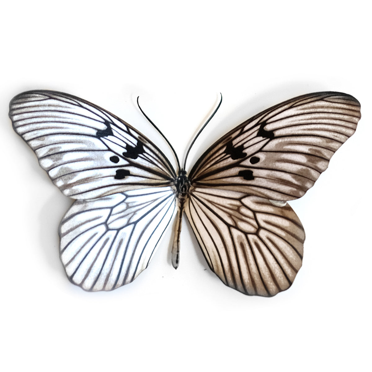 Paper Blanchard's Ghost Butterfly - Moth & Myth