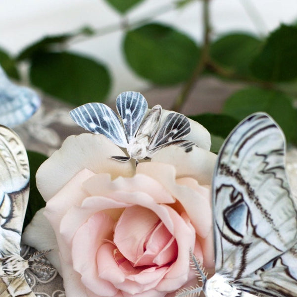 Paper Laced-Wing Moth - Moth & Myth