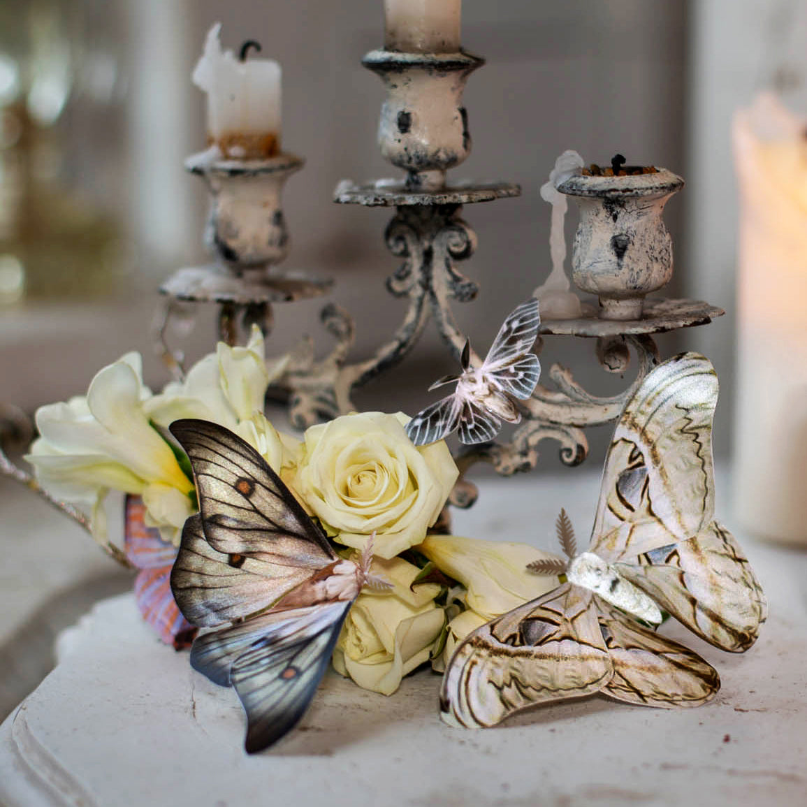 Paper Moth 10-Piece Set 'Antiquarian' - Moth & Myth