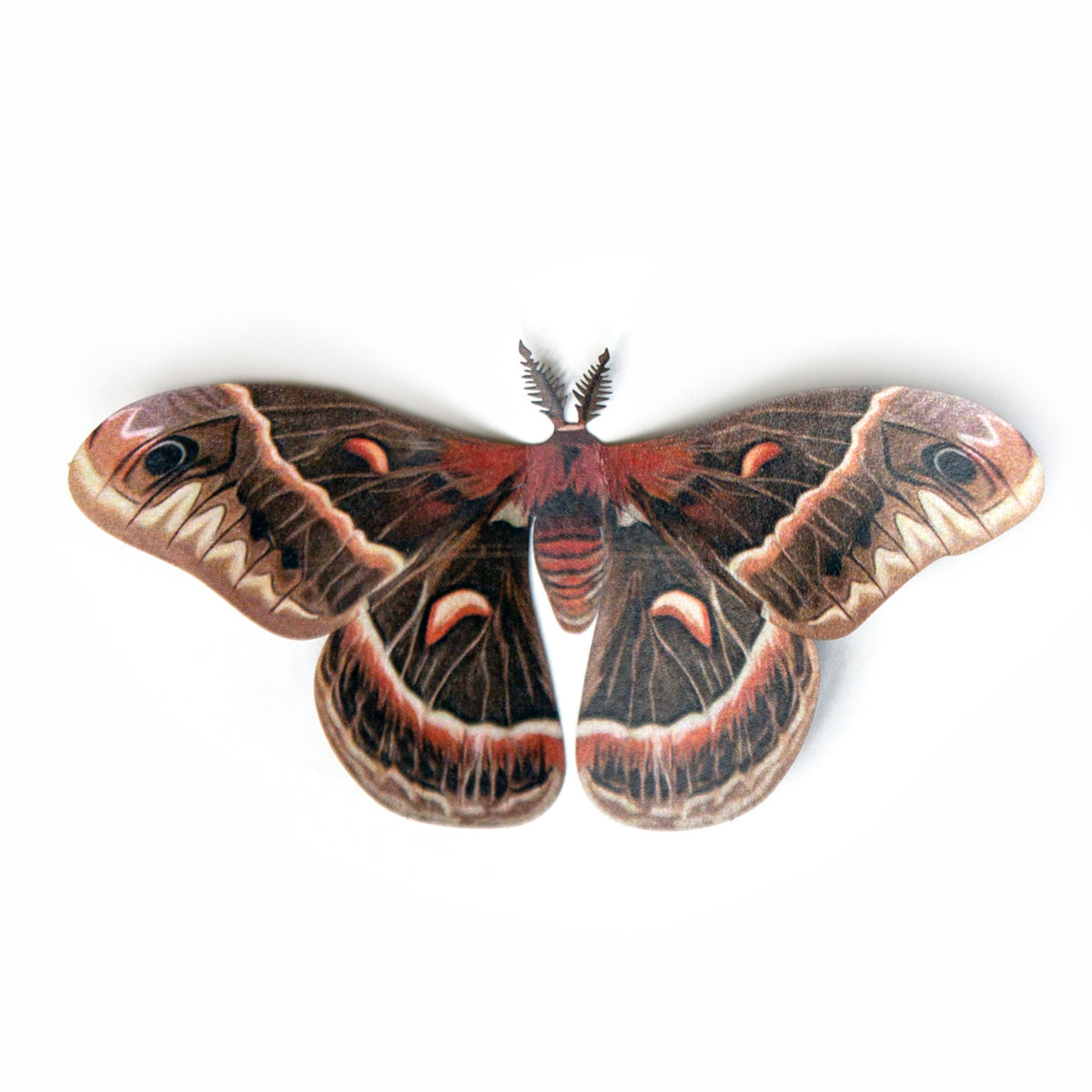 Paper Cecropia Moth - Moth & Myth