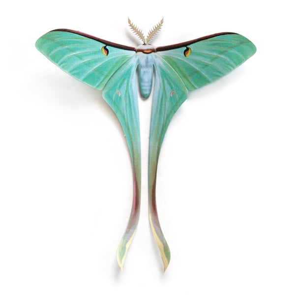 Paper Chinese Moon Moth - Moth & Myth