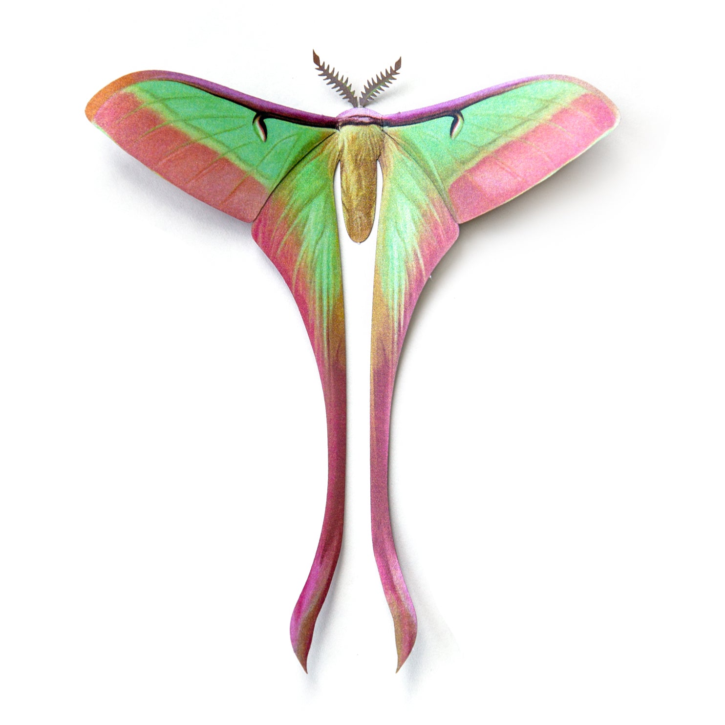 Paper Chinese Moon Moth - Moth & Myth