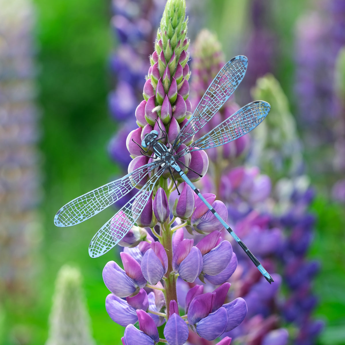 Paper Dragonfly Set - 'Aerial' - Moth & Myth